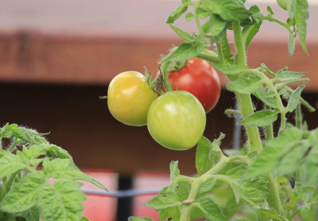 WALK ON THE WILD SIDE: The 47th SAAC Agriculture Show goes virtual ...