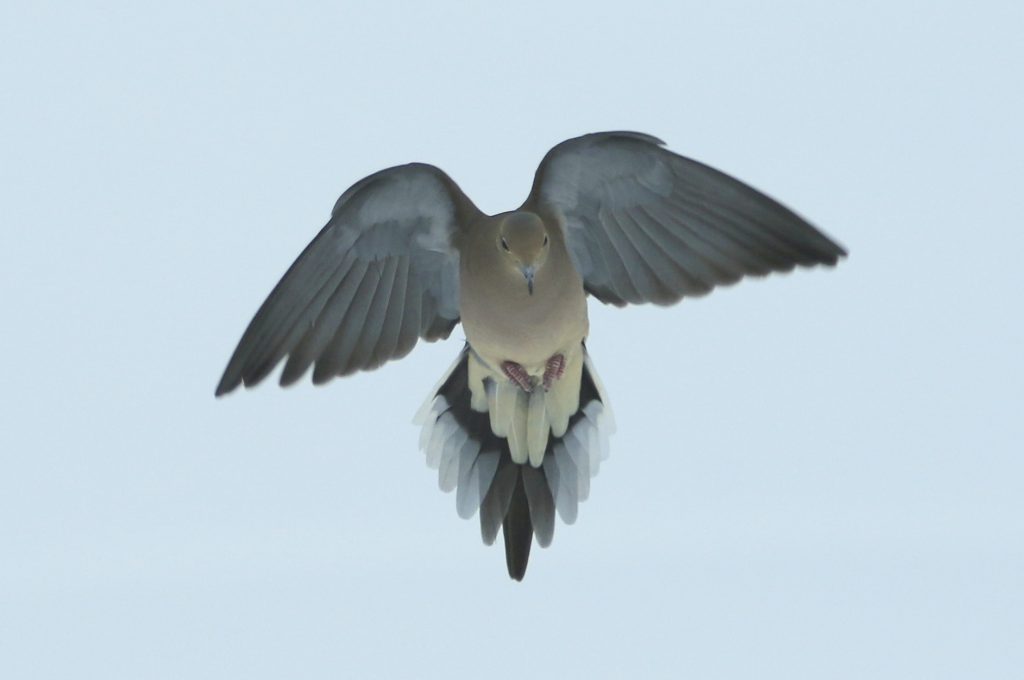 WALK ON THE WILD SIDE: A closer look at the mourning dove - The Quebec ...