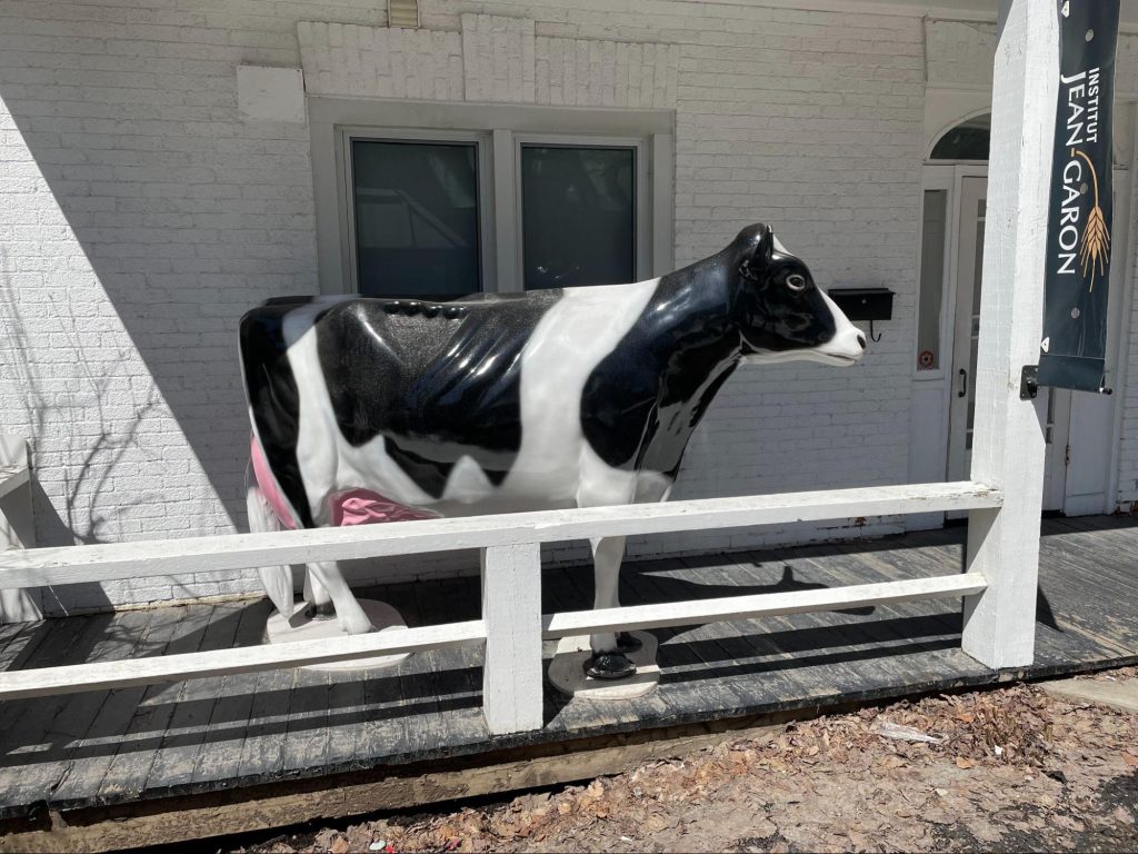 PHOTO: Now, how did that cow get there? - The Quebec Chronicle Telegraph