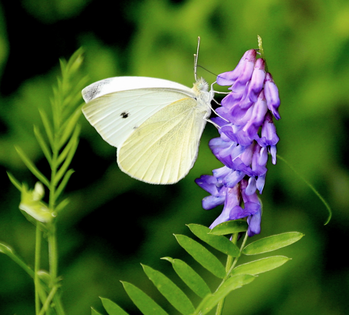 WALK ON THE WILD SIDE: There's a white butterfly in the cabbage patch ...