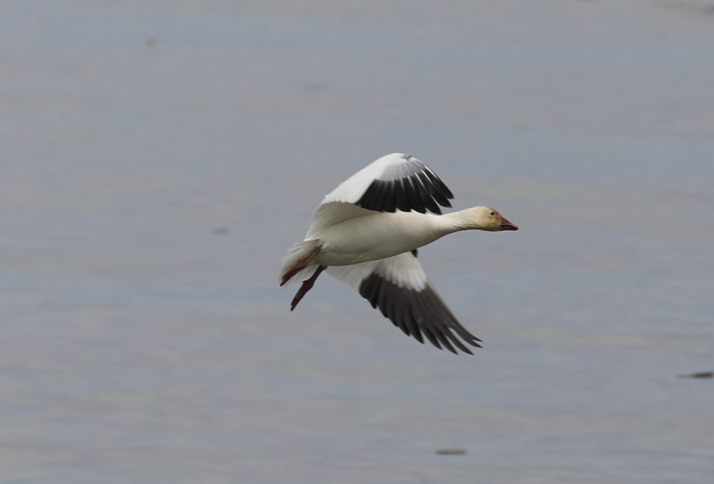 WALK ON THE WILD SIDE: The greater snow geese are on the wing - The ...
