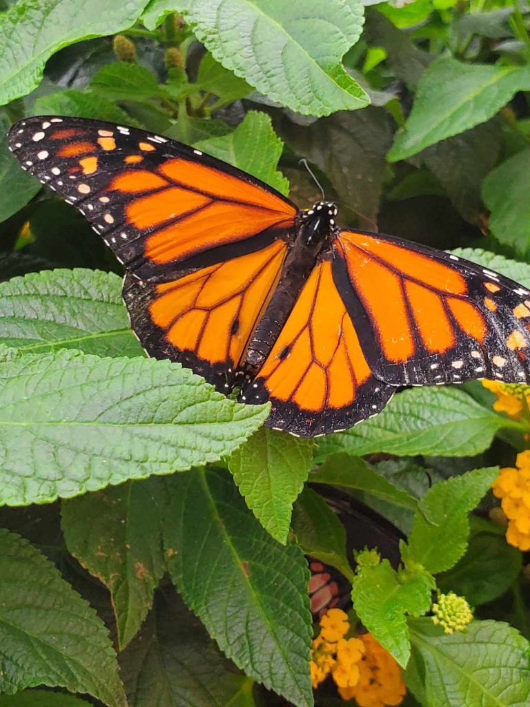 BFLY butterfly aviary complex returns to Galeries de la Capitale - The ...