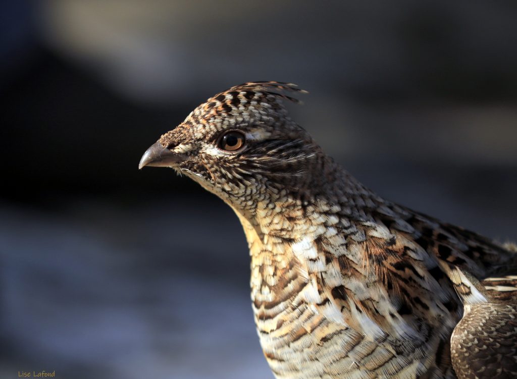 WALK ON THE WILD SIDE: Encountering the mysterious 'thunder chicken ...