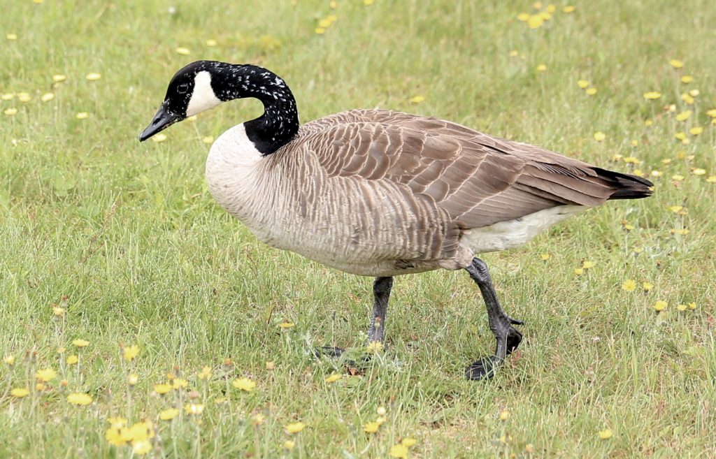 WALK ON THE WILD SIDE: Mrs. Angry Bird is back! - The Quebec Chronicle ...