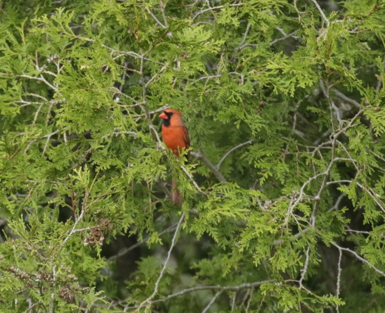 WALK ON THE WILD SIDE: The Northern Cardinal is Quebec City’s new avian ...