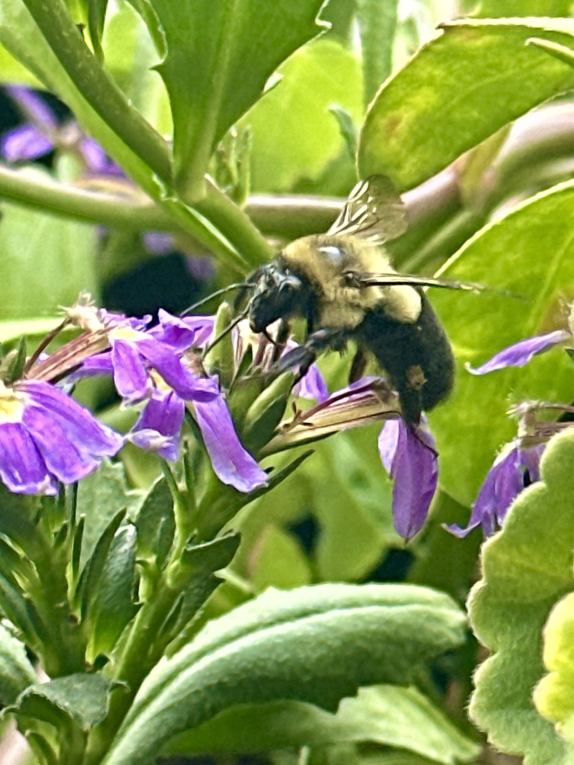 PHOTO: Bee Gee! - The Quebec Chronicle Telegraph