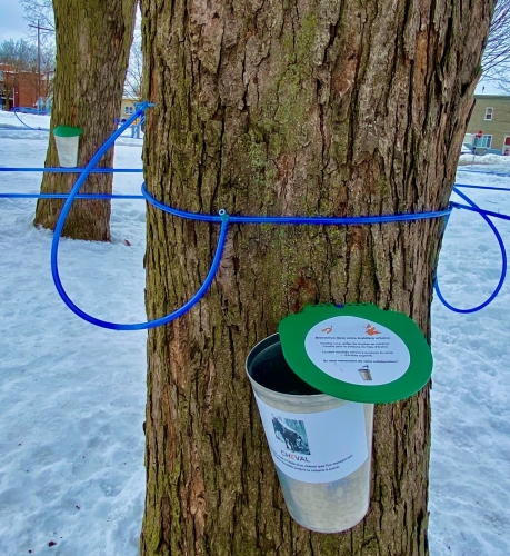 Maple syrup … every Quebecer’s favourite ‘sauce’ - The Quebec Chronicle ...