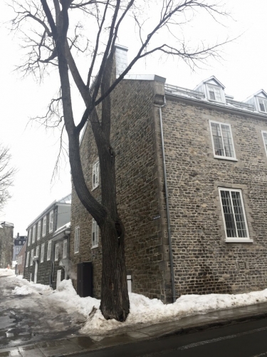 Emblematic ‘cannonball tree’ in Old Quebec coming down - The Quebec ...