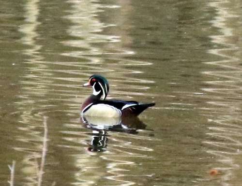 Getting up close and personal with the colourful wood duck - The Quebec ...