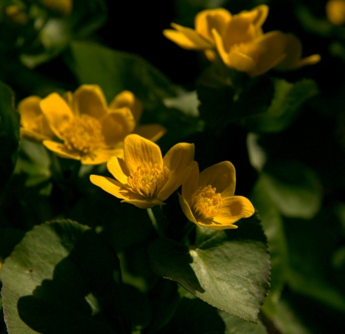 Yellow is the colour of spring - The Quebec Chronicle Telegraph