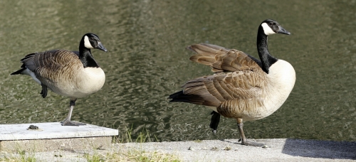 Goose-stepping yogis - The Quebec Chronicle Telegraph